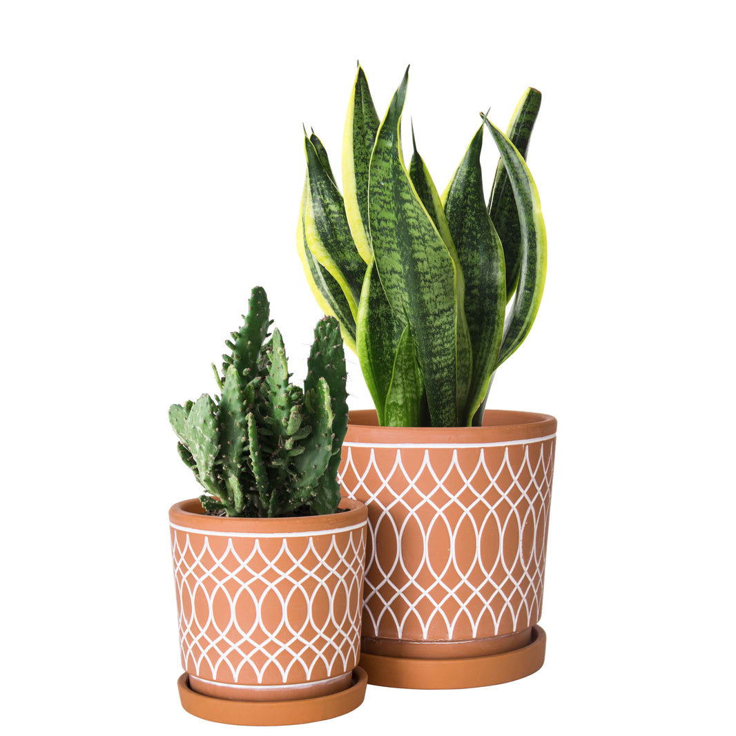 D'vine Dev - Home & Garden Planter Pots, Stands, Shelves and More ...
